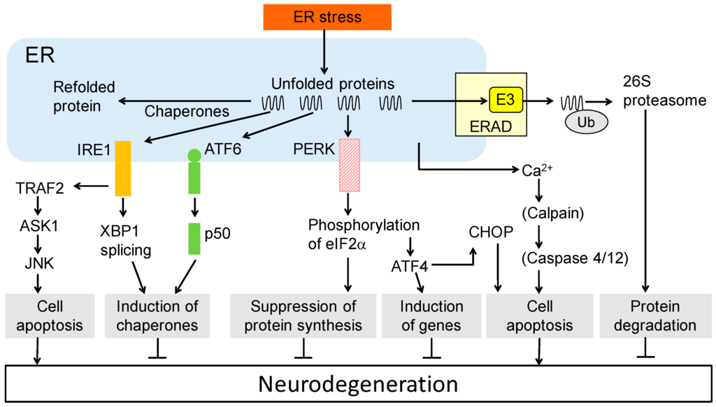 Neuroprotection by Endoplasmic Reticulum Stress-Induced HRD1 and ...