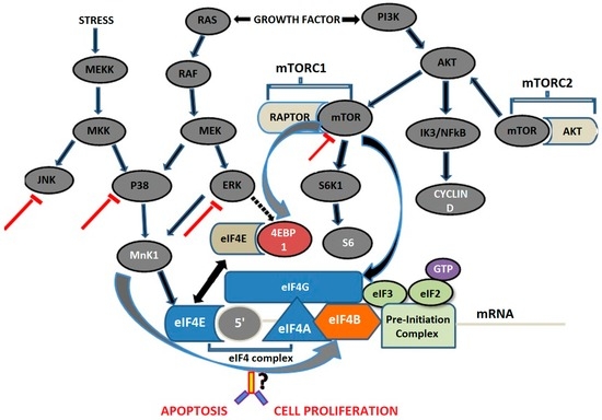 Medical Sciences | Free Full-Text | Combination of mTOR and MAPK ...
