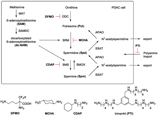 Medical Sciences | Free Full-Text | Investigation of Polyamine ...
