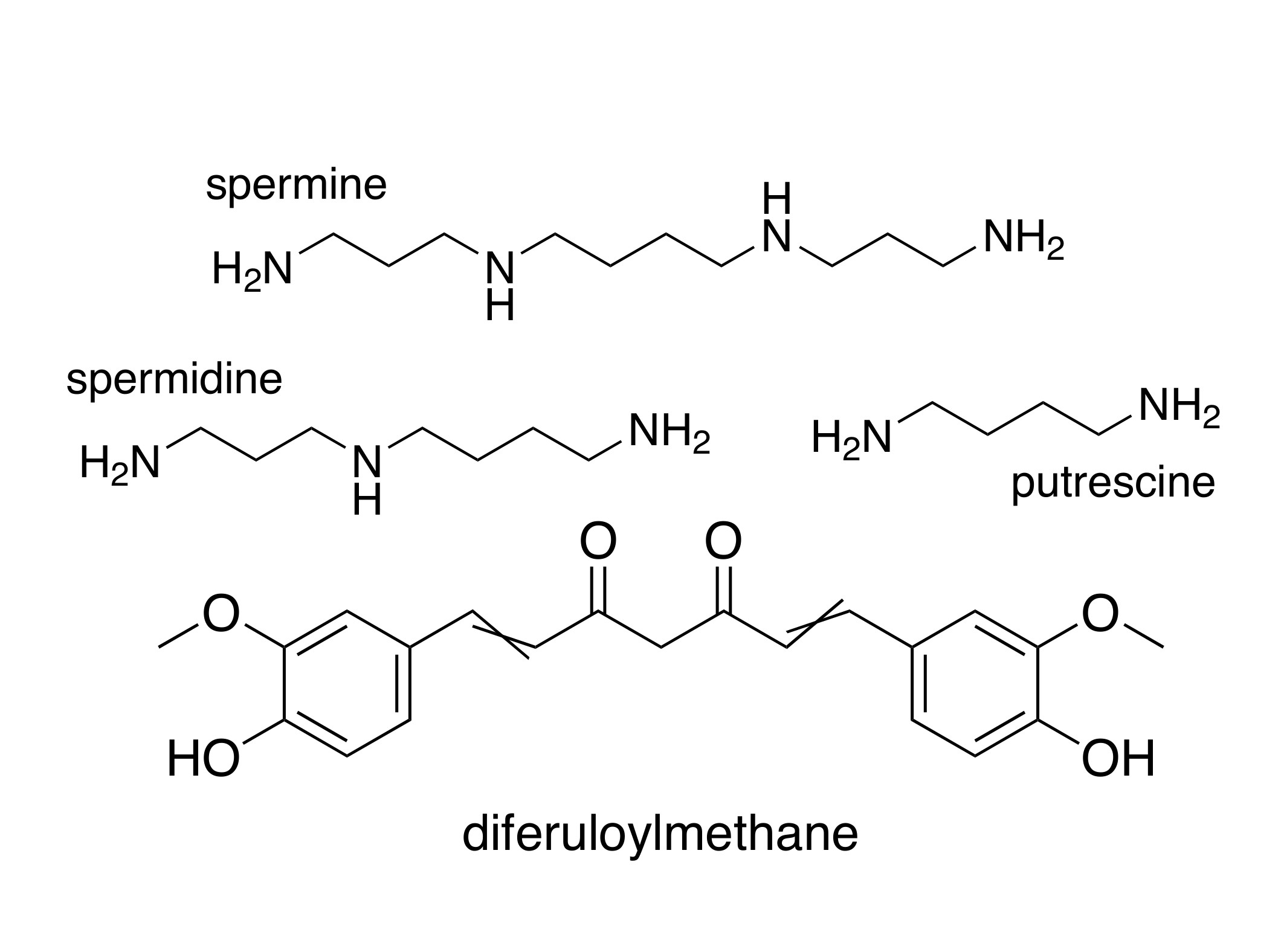 Medical Sciences | Free Full-Text | Regulation of Polyamine Metabolism ...