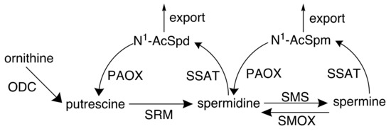 Regulation of Polyamine Metabolism by Curcumin for Cancer Prevention ...