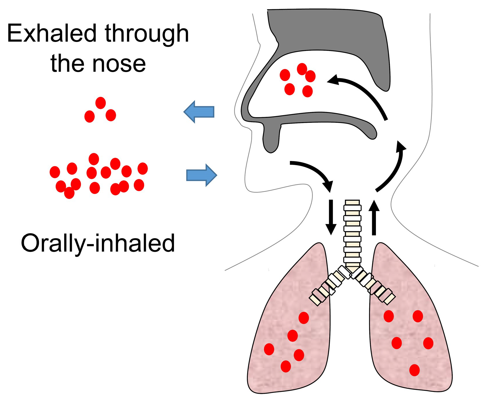 United Airway Disease United Airway Disease