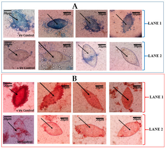 Ability of Vital and Fluorescent Staining in the Differentiation of ...