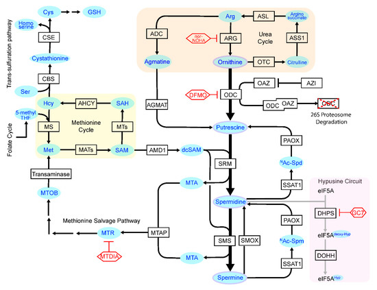 Polyamine Homeostasis in Development and Disease