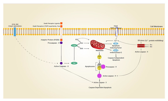 Burn Injury: Mechanisms of Keratinocyte Cell Death
