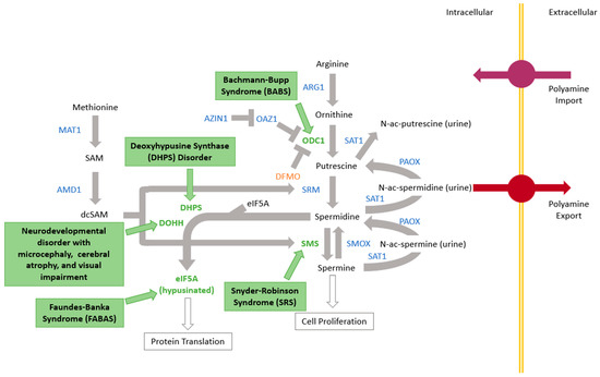Two New Cases of Bachmann–Bupp Syndrome Identified through the ...