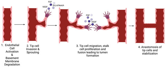 Extracellular Vesicles’ Role in Angiogenesis and Altering Angiogenic Signaling