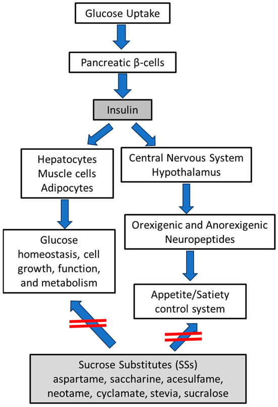 Medical Sciences | Free Full-Text | Could Insulin Be a Better Regulator of Appetite/Satiety ...