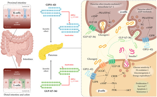 Incretin-Based Therapies Through the Decades: Molecular Innovations and ...