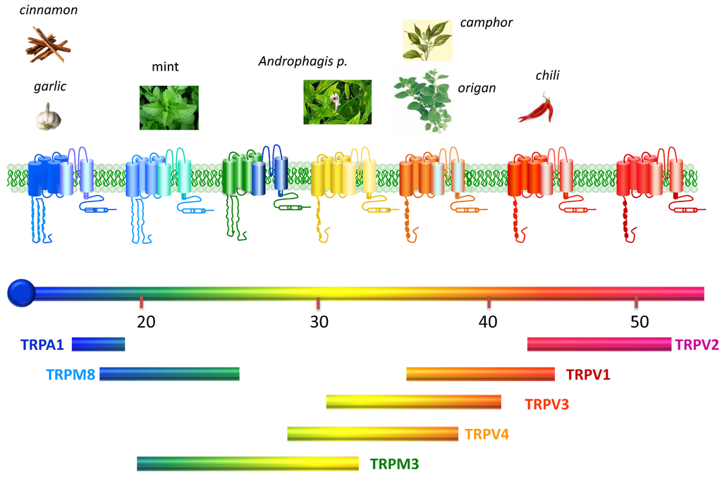Trafficking of ThermoTRP Channels