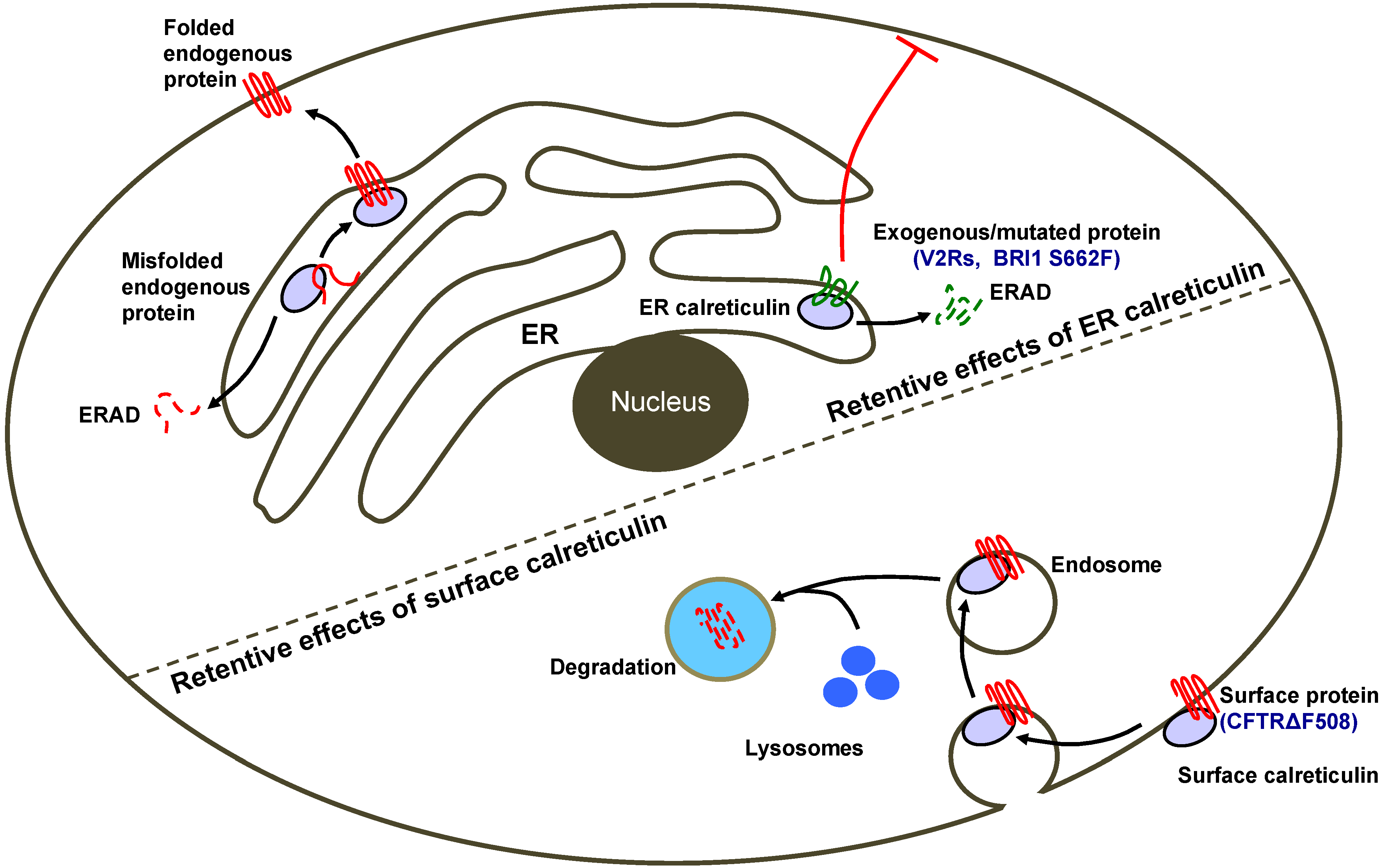 Calreticulin: Roles in Cell-Surface Protein Expression