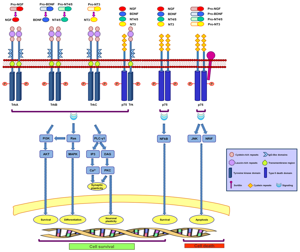 The Role of Rab Proteins in Neuronal Cells and in the Trafficking of ...