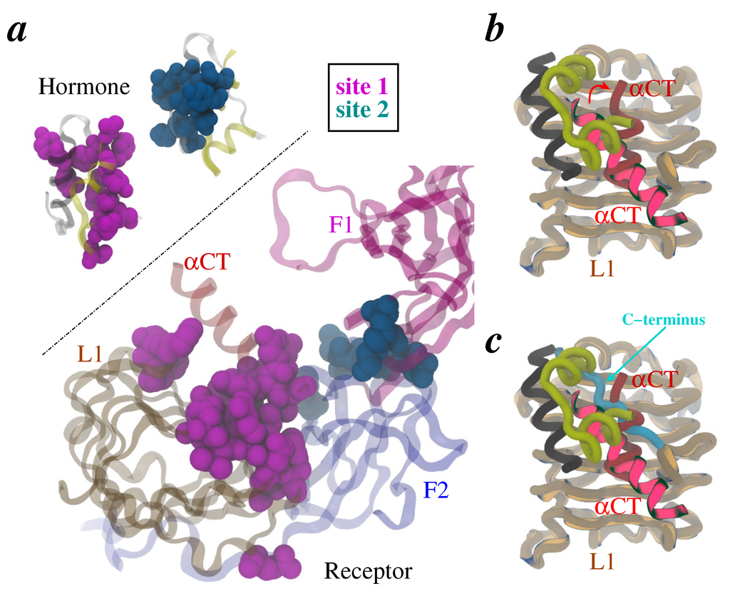 Membranes | Special Issue : Structure and Function of Membrane Receptors