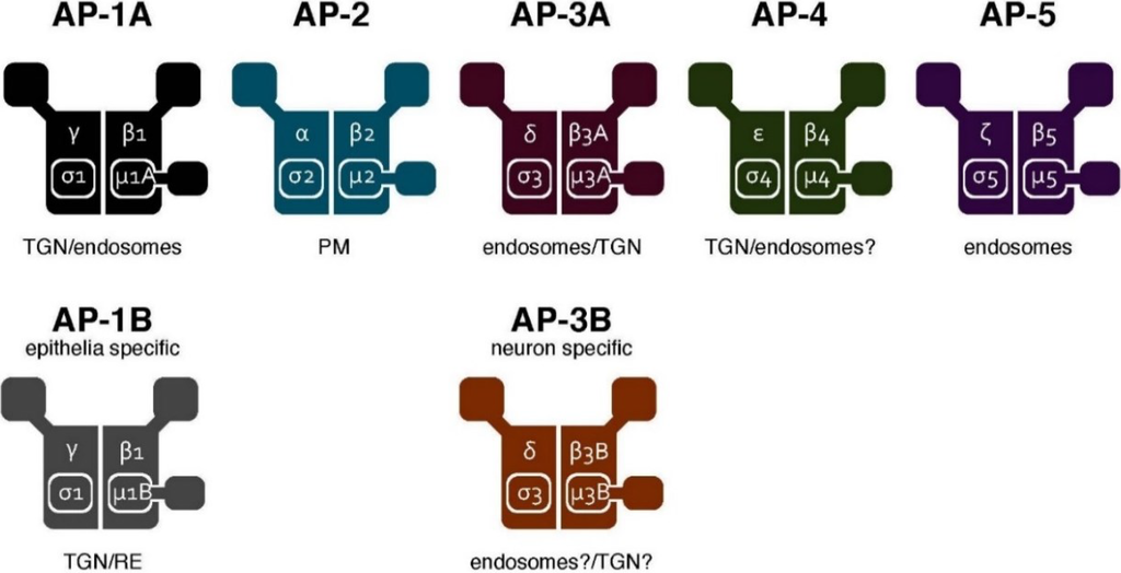 The Role of the Clathrin Adaptor AP-1: Polarized Sorting and Beyond