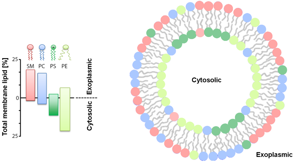 Asymmetric Lipid Membranes: Towards More Realistic Model Systems