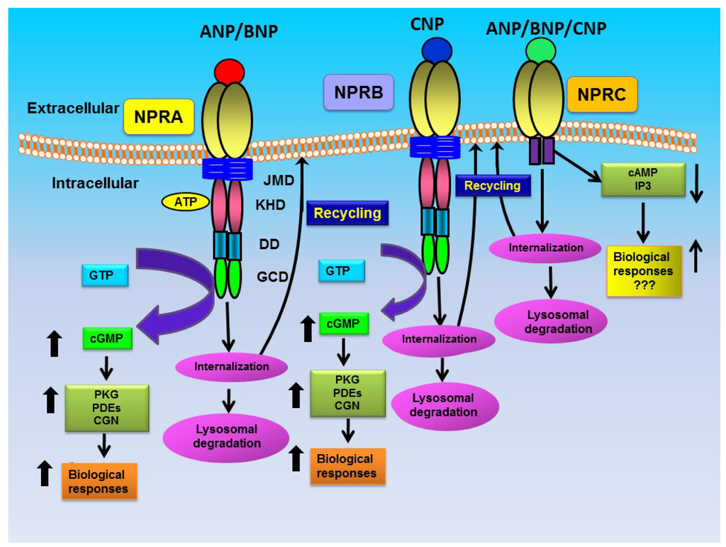 Membrane Receptor