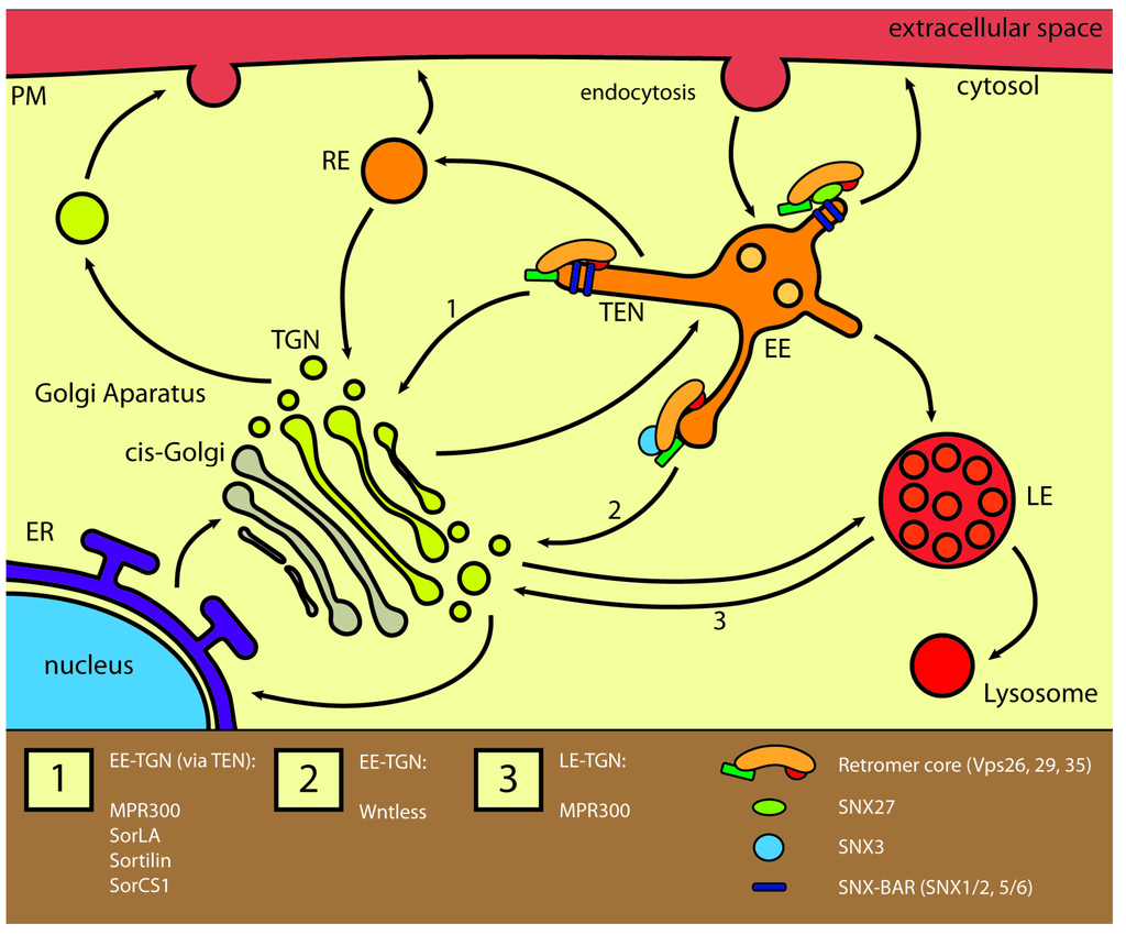Retromer-Mediated Trafficking of Transmembrane Receptors and Transporters