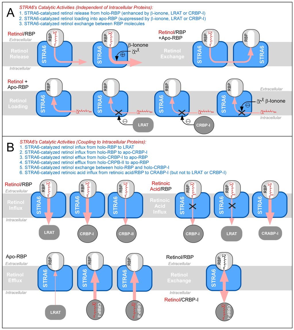 Membranes | Special Issue : Structure and Function of Membrane Receptors