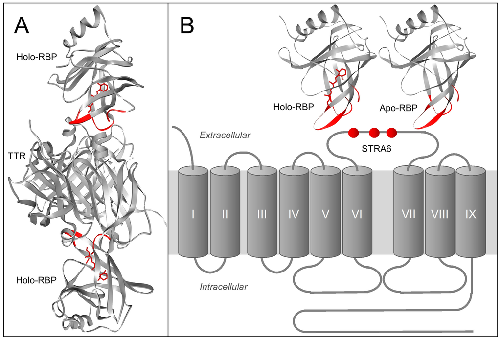 Membranes | Special Issue : Structure and Function of Membrane Receptors