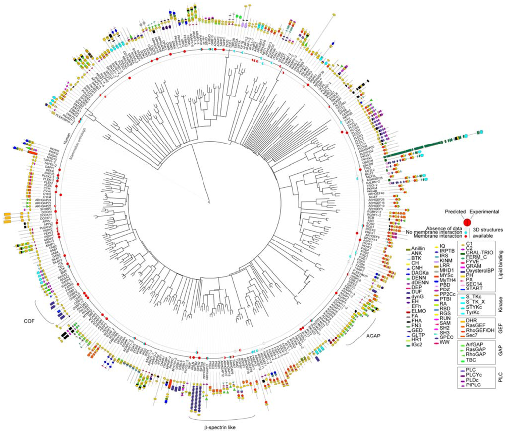 Membrane and Protein Interactions of the Pleckstrin Homology Domain ...