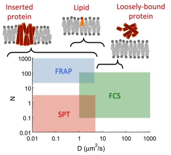 Membranes | Free Full-Text | Lipid Diffusion in Supported Lipid ...