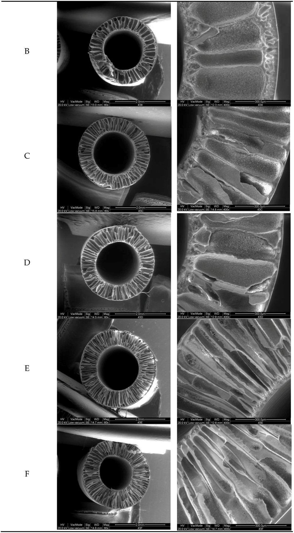 Clarification of Orange Press Liquors by PVDF Hollow Fiber Membranes