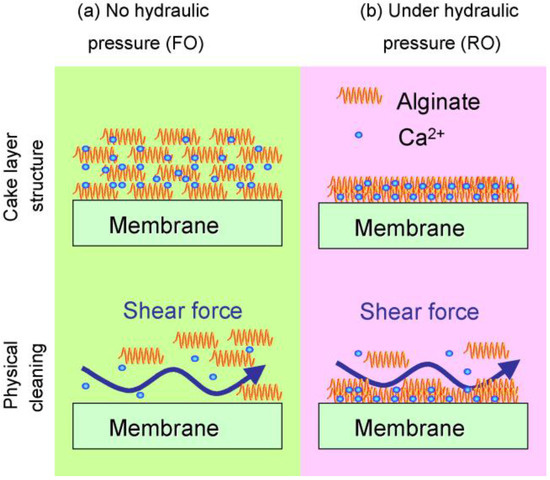 A Short Review of Membrane Fouling in Forward Osmosis Processes