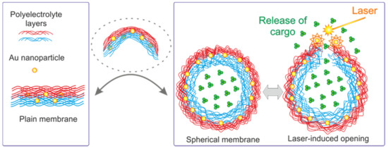 Membranes | Free Full-Text | Polymeric and Lipid Membranes—From Spheres ...