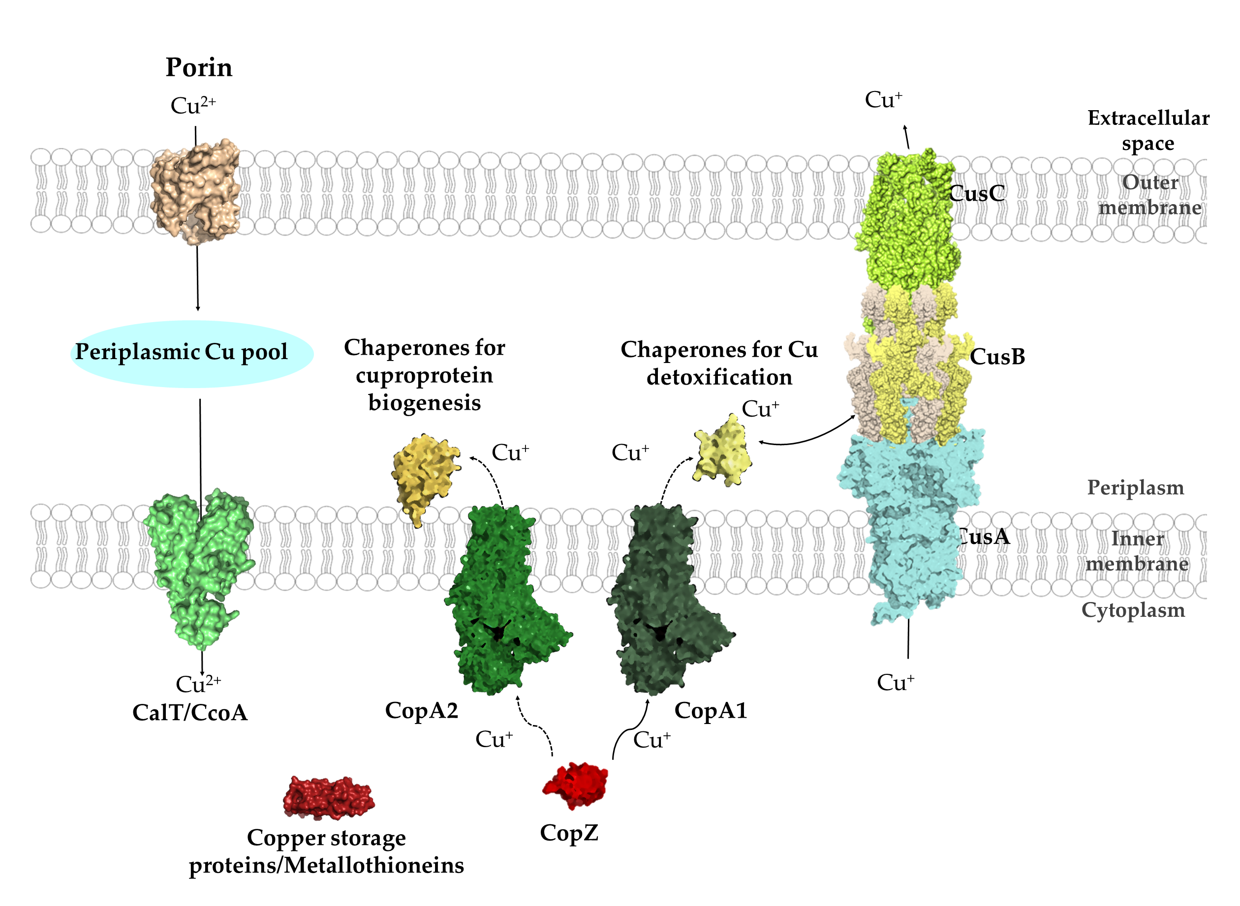 Membranes | Free Full-Text | Cu Homeostasis in Bacteria: The Ins and Outs
