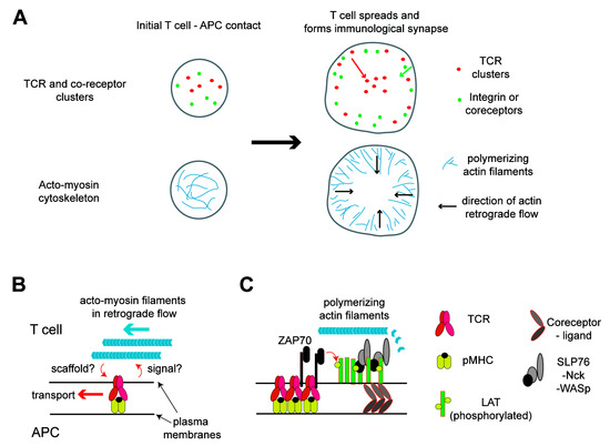 Regulations of T Cell Activation by Membrane and Cytoskeleton