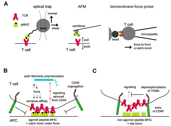 Regulations of T Cell Activation by Membrane and Cytoskeleton