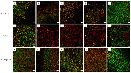 Membranes | Free Full-Text | In Vitro Evaluation of Polihexanide ...
