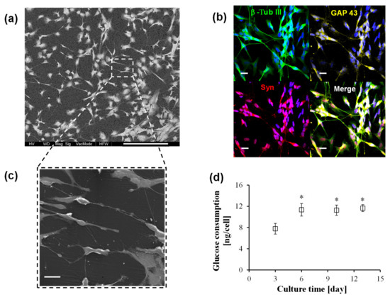 PLGA Multiplex Membrane Platform for Disease Modelling and Testing of ...