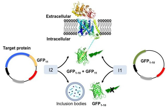 Membranes | Free Full-Text | Membrane Protein Stabilization Strategies ...