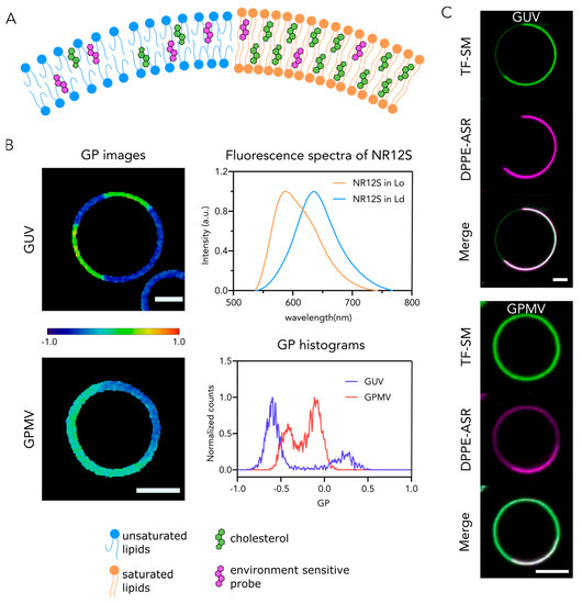 How Does Liquid-Liquid Phase Separation in Model Membranes Reflect Cell ...