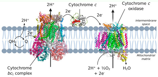 Peripheral Membrane Proteins: Promising Therapeutic Targets across ...