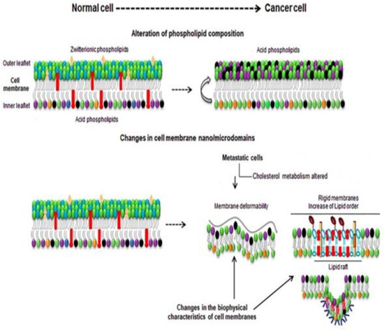 Polyunsaturated Fatty Acids Mediated Regulation of Membrane ...