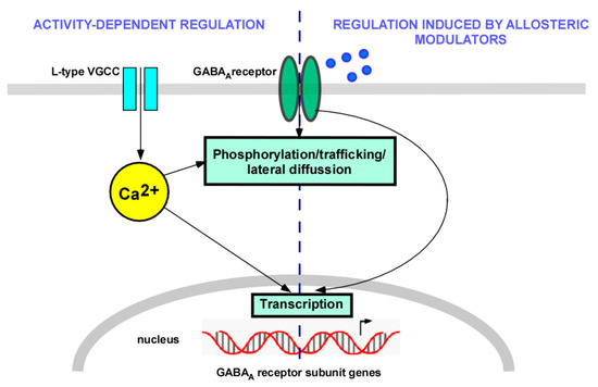 Regulation of GABAA Receptors Induced by the Activation of L-Type ...