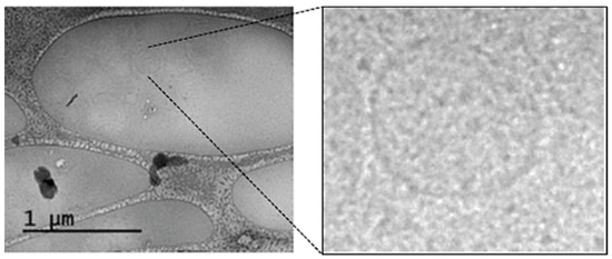 CM-Dil Staining and SEC of Plasma as an Approach to Increase ...