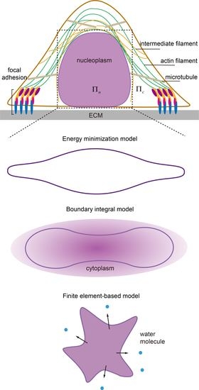 Membranes | Special Issue : Biophysics and Mechanics of Cell Membranes