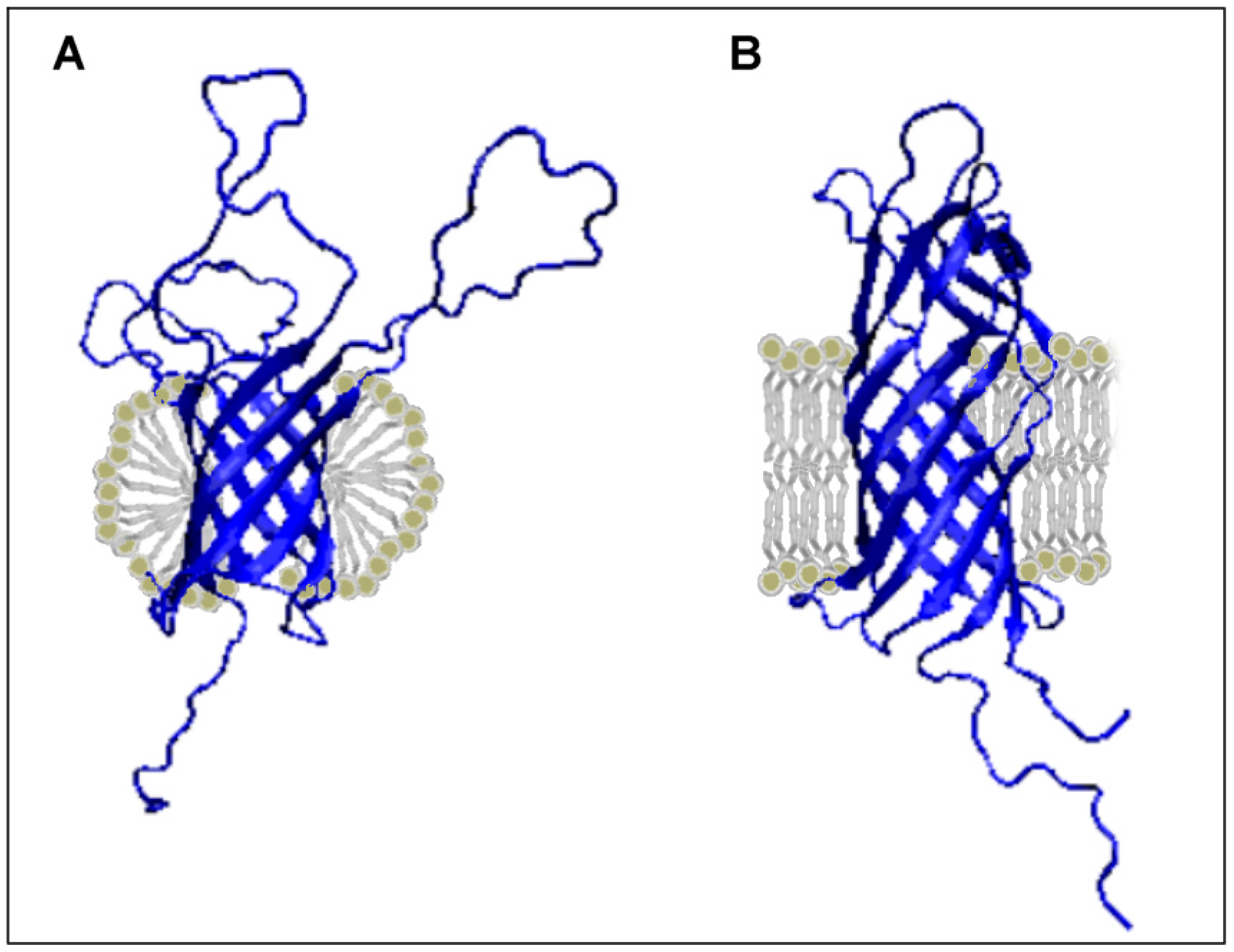 The Functional Significance of Hydrophobic Residue Distribution in ...