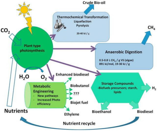 Membrane-Based Harvesting Processes for Microalgae and Their Valuable ...