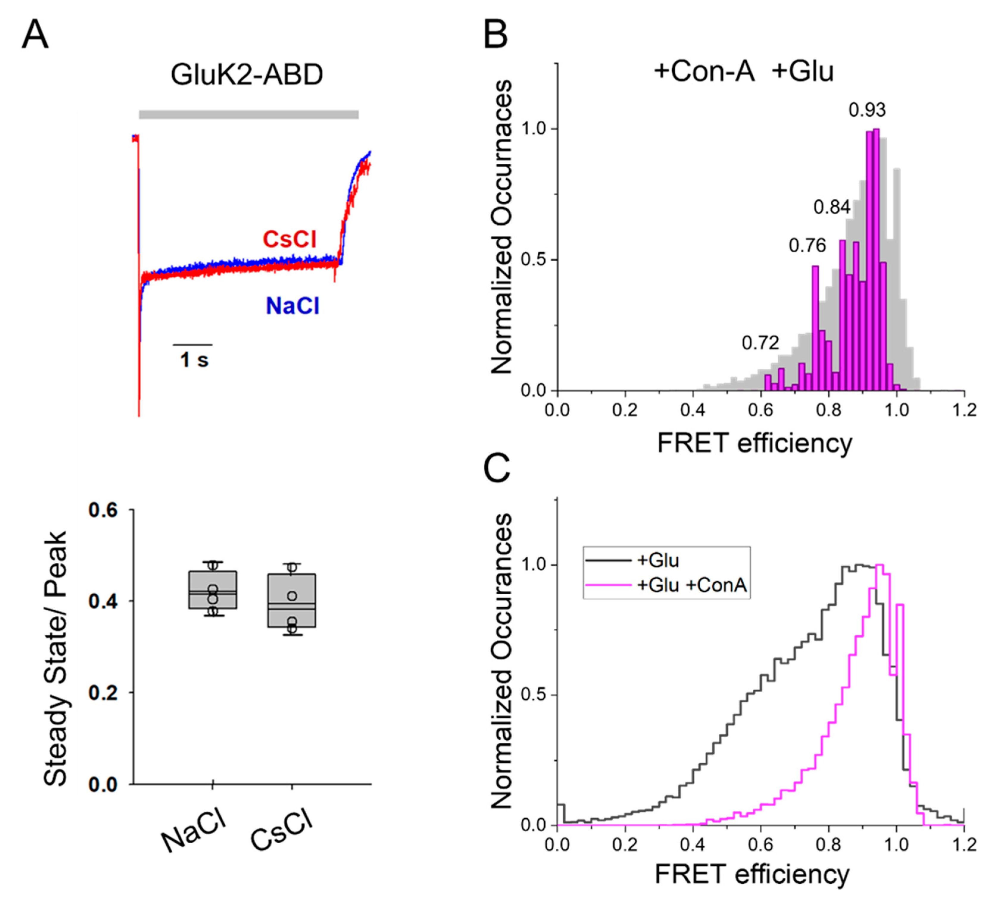 Structural Arrangement Produced by Concanavalin A Binding to Homomeric ...