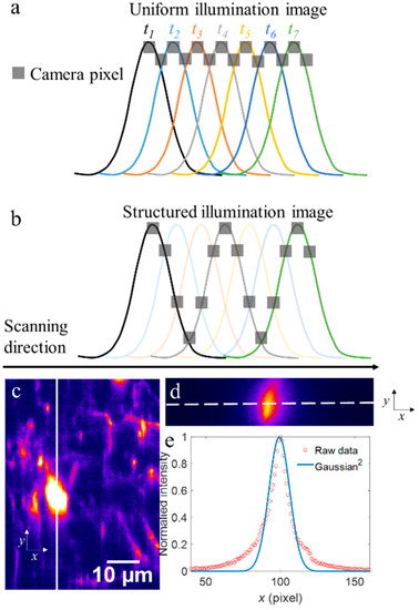 HiLo Based Line Scanning Temporal Focusing Microscopy for High-Speed ...