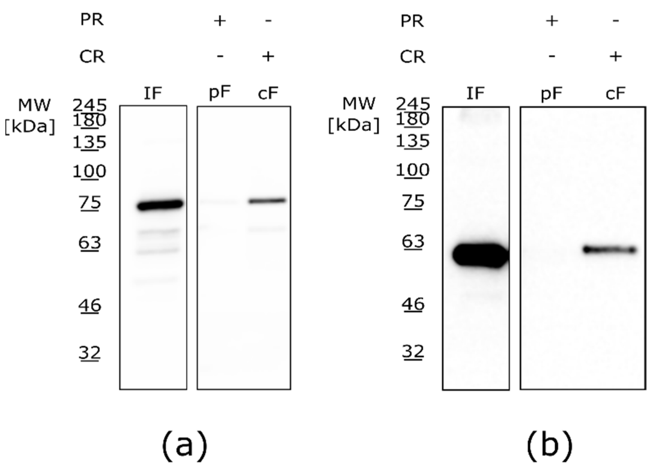 High-Level Expression of Palmitoylated MPP1 Recombinant Protein in ...