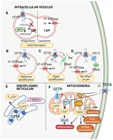 The Distribution and Role of the CFTR Protein in the Intracellular ...