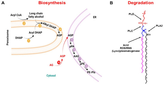 Plasmalogen Replacement Therapy