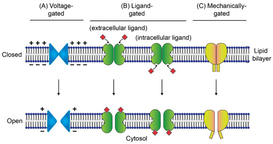 Fluorescence Approaches for Characterizing Ion Channels in Synthetic ...