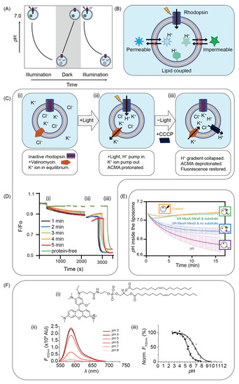 Fluorescence Approaches for Characterizing Ion Channels in Synthetic ...
