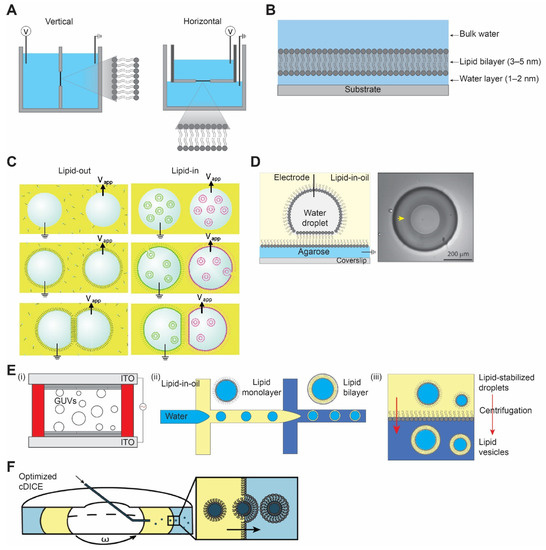 Synthetic Cell as a Platform for Understanding Membrane-Membrane ...